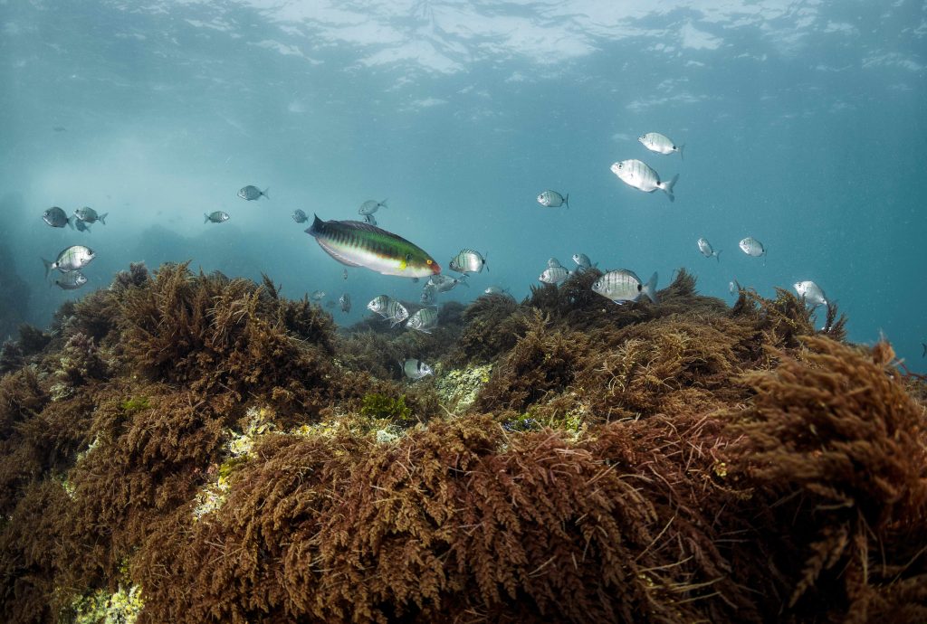 MARINE WINS IN THE EU NATURE - Sciaena